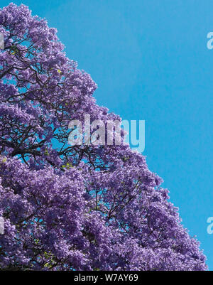 The jacaranda flower trees in Mexico City bloom in spring and do so in ...
