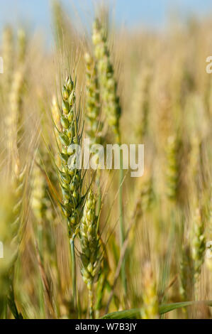 Israel Negev Wheat field Harvest time in a wheat field bales of straw ...