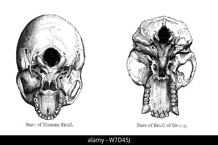 Evolution of the skull Stock Photo - Alamy