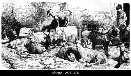 Goats of the Roman countryside, Rome. Italy, Europe. Old 19th century ...
