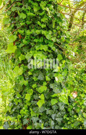 Green ivy and climbing wild plants grow on metal wire mesh grid against ...