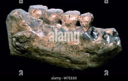 'Java Man' (Pithecanthropus erectus). Artist: Unknown Stock Photo ...