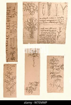 Leonardo da Vinci. Drawings of trees. 1499 Stock Photo - Alamy