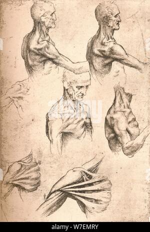 Leonardo da Vinci. Muscles of the shoulder at three stages of ...