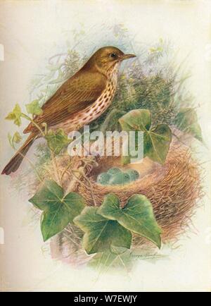song thrush turdus musicus Stock Photo - Alamy