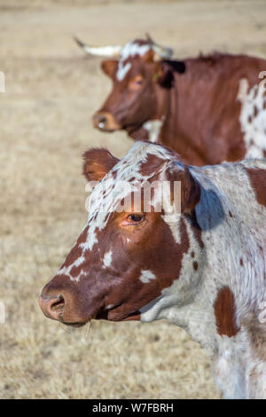 Traditional African lifestyle scene with a Nguni cow feeding and a ...