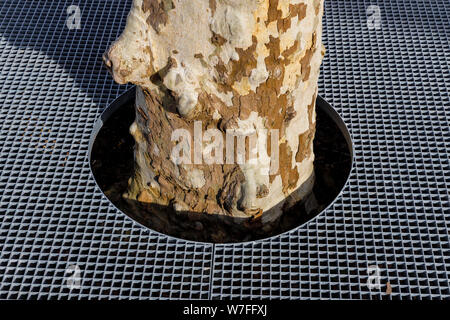 Roots of a plane tree Stock Photo - Alamy
