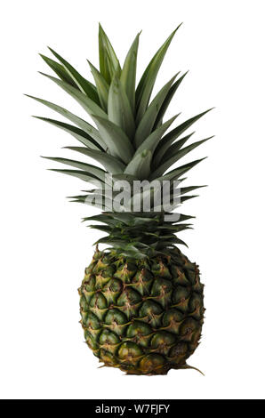 abstract Pineapple plant closeup. the shape of the fruit and plant has ...