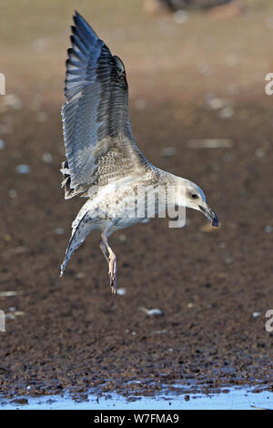 Juvenile Lesser Backed Back Gull taking off on Skokholm Island wales Stock Photo - Alamy