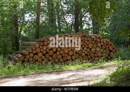 stacked roundwood in the forest near Schönwalde, Schleswig-Holstein ...