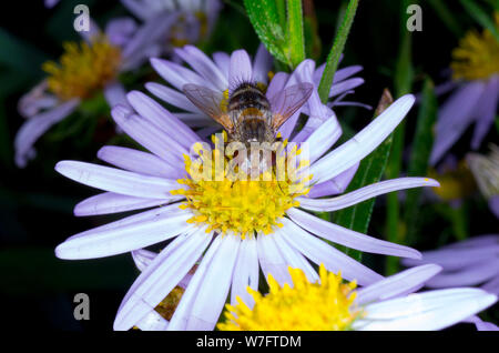 flower fly on violet daisy. the fly has eccentric eyes Stock Photo - Alamy