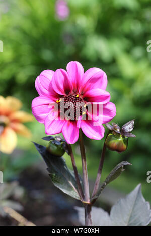 Open Face Dahlia Stock Photo - Alamy