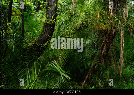 Tropical Rainforest near Victoria Falls in Zimbabwe Stock Photo - Alamy