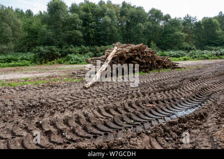 Pile of mud in forest Stock Photo - Alamy
