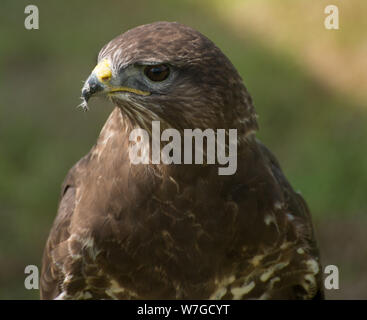 common buzzards head Stock Photo - Alamy