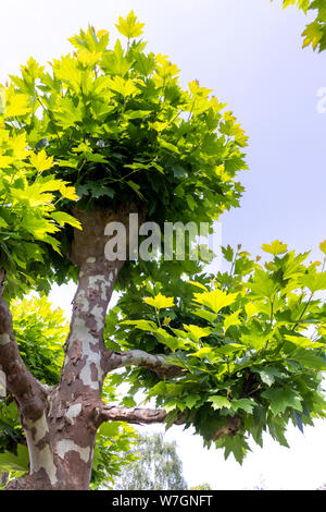 pollarded plane tree Stock Photo - Alamy