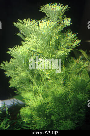 Giant Ambulia, Limnophila aquatica Stock Photo - Alamy