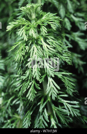 Asian marshweed, dwarf ambulia, ambulia, limnophila Limnophila ...