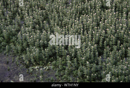 Asian marshweed, dwarf ambulia, ambulia, limnophila Limnophila ...