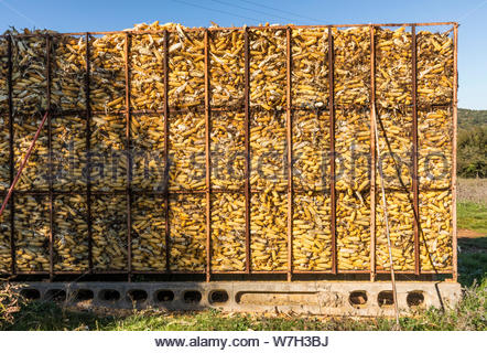 Maize, Corn (Zea mays). Drying shed for corn cobs in Halbthurn, Lake ...