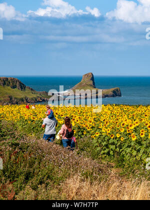 Sunflower field at Rhossili. Family walking through the tall sunflowers ...