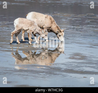 Bighorn sheep on the beach Stock Photo - Alamy