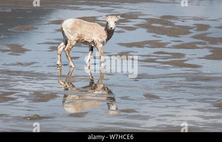 Bighorn sheep on the beach Stock Photo - Alamy
