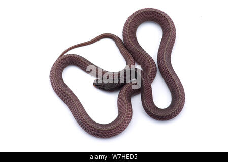 Cape file snake Stock Photo - Alamy