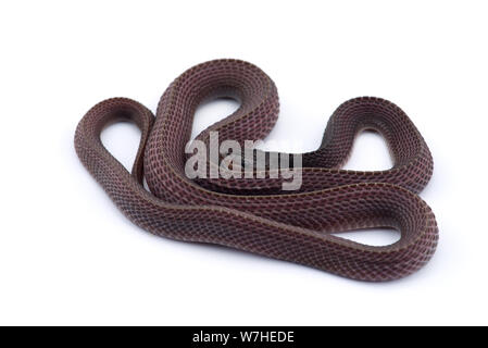 The Cape file snake isolated on white background Stock Photo - Alamy