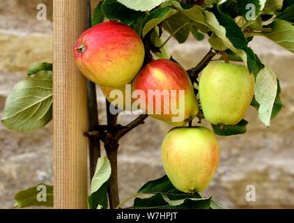 Closeup of the cordon apple Katy Stock Photo - Alamy