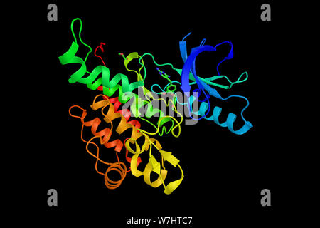Structure of the brain derived neurotrophic factor (green ...