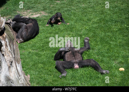 chimpanzee lying and relax on a green grass Stock Photo - Alamy