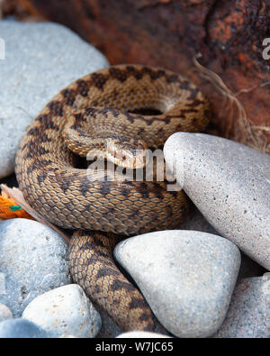 Adder snake, North Wales coast, UK (Vipera berus Stock Photo - Alamy