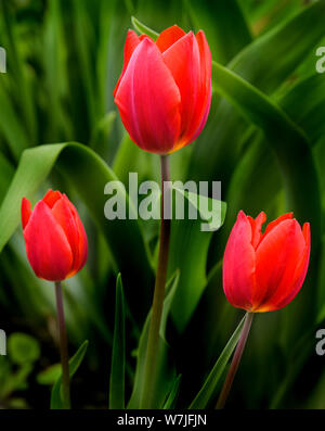 Three red tulips on a green garden Stock Photo - Alamy