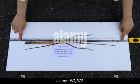 The world's longest insect, a stick insect measuring 640 millimeters ...