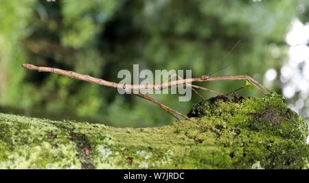 --FILE--The world's longest insect, a stick insect measuring 640 ...