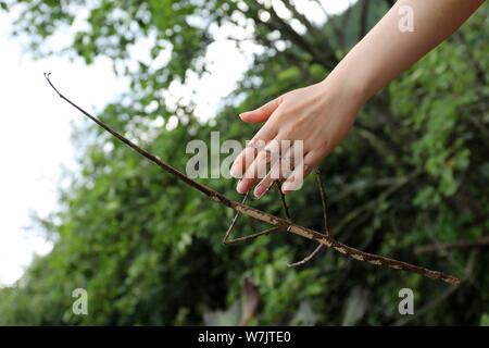 --FILE--The world's longest insect, a stick insect measuring 640 ...