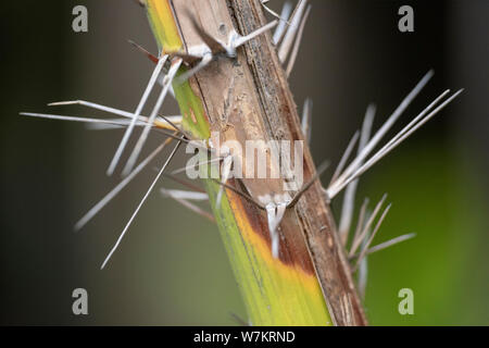 Stalk of a palm tree with needles close-up in natural light. Thailand ...