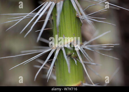 Stalk of a palm tree with needles close-up in natural light. Thailand ...