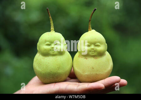 A Chinese farmer shows harvested Buddha-shaped pears at his orchard in ...