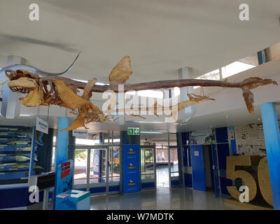 Great white shark skeleton hanging from the ceiling at KwaZulu Natal ...