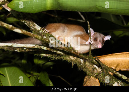Woolly Opossum in lowland rainforest, Caluromys derbianus, Braulio ...