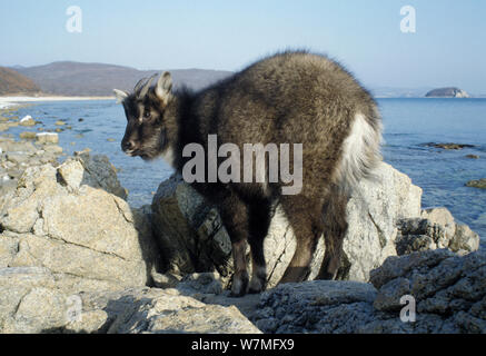 Amur long-tailed goral (Naemorhedus caudatus raddeanus) a rare ungulate ...