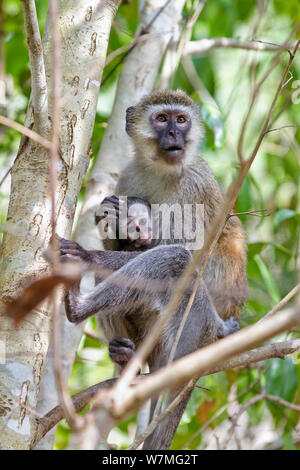 Vervet Monkey, Cercopithecus pygerythrus, Cercopithecidae, Tsavo East ...