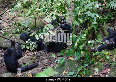 Chimpanzees (Pan troglodytes) aggressive males fight against their ...