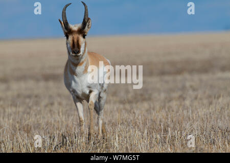 Pronghorn Antelope in a Saskatchewan Field Canada Stock Photo - Alamy
