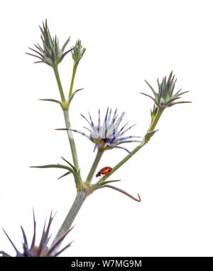 Blue devil (Eryngium ovinum) with Ladybird, Illawarra forest, Victoria ...