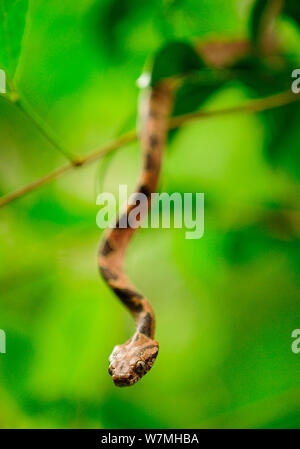 Snake looking down from a tree in a dark forest Stock Photo - Alamy