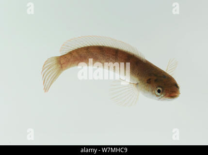 snakehead (Channa gachua Stock Photo - Alamy