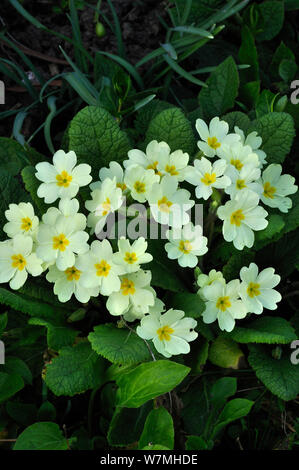 Primrose: Primula vulgaris. Dorset, UK Stock Photo - Alamy